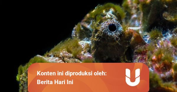 Jenis Jenis Protista Mirip Tumbuhan Dari Alga Hijau Hingga Alga Api